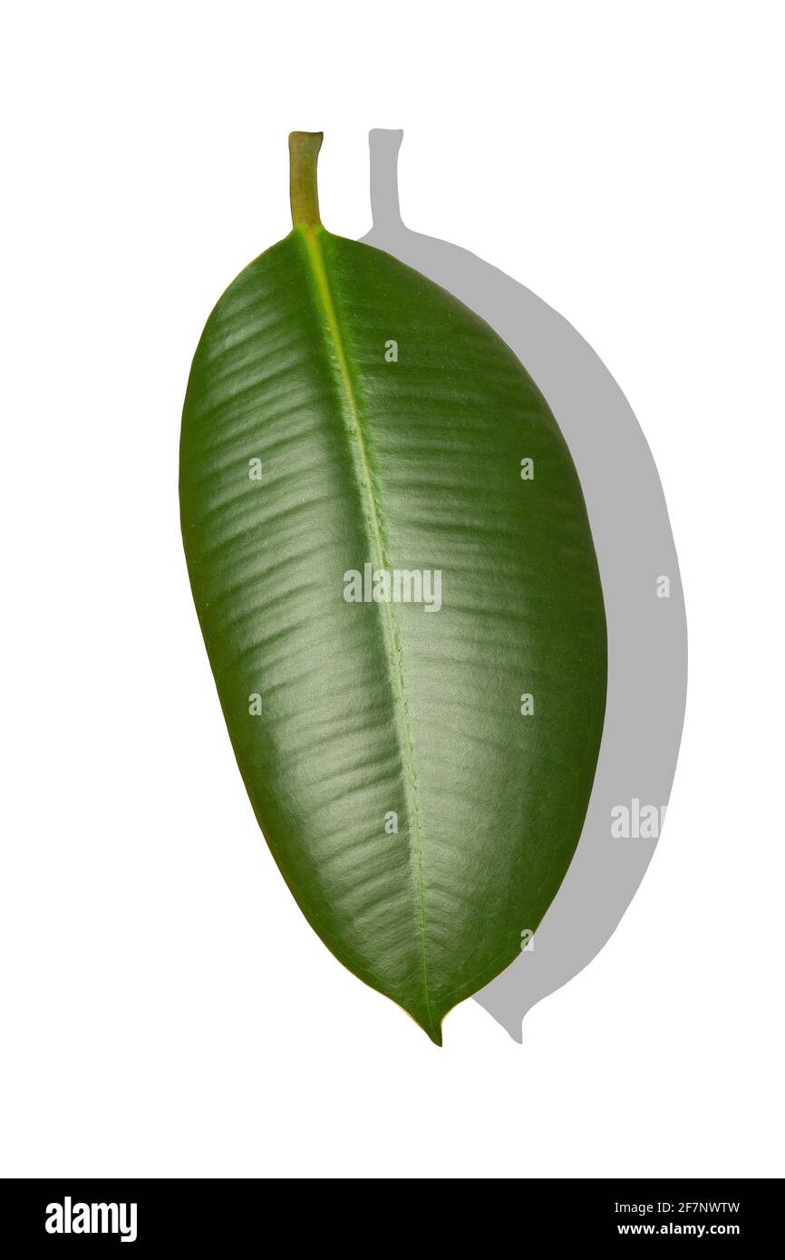 Feuille de ficus Banque de photographies et d’images à haute résolution ...