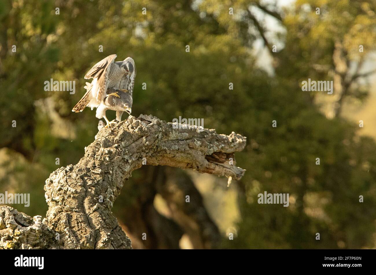 Homme et femme adulte, le Northern Gooshawk copase sur une branche de ...
