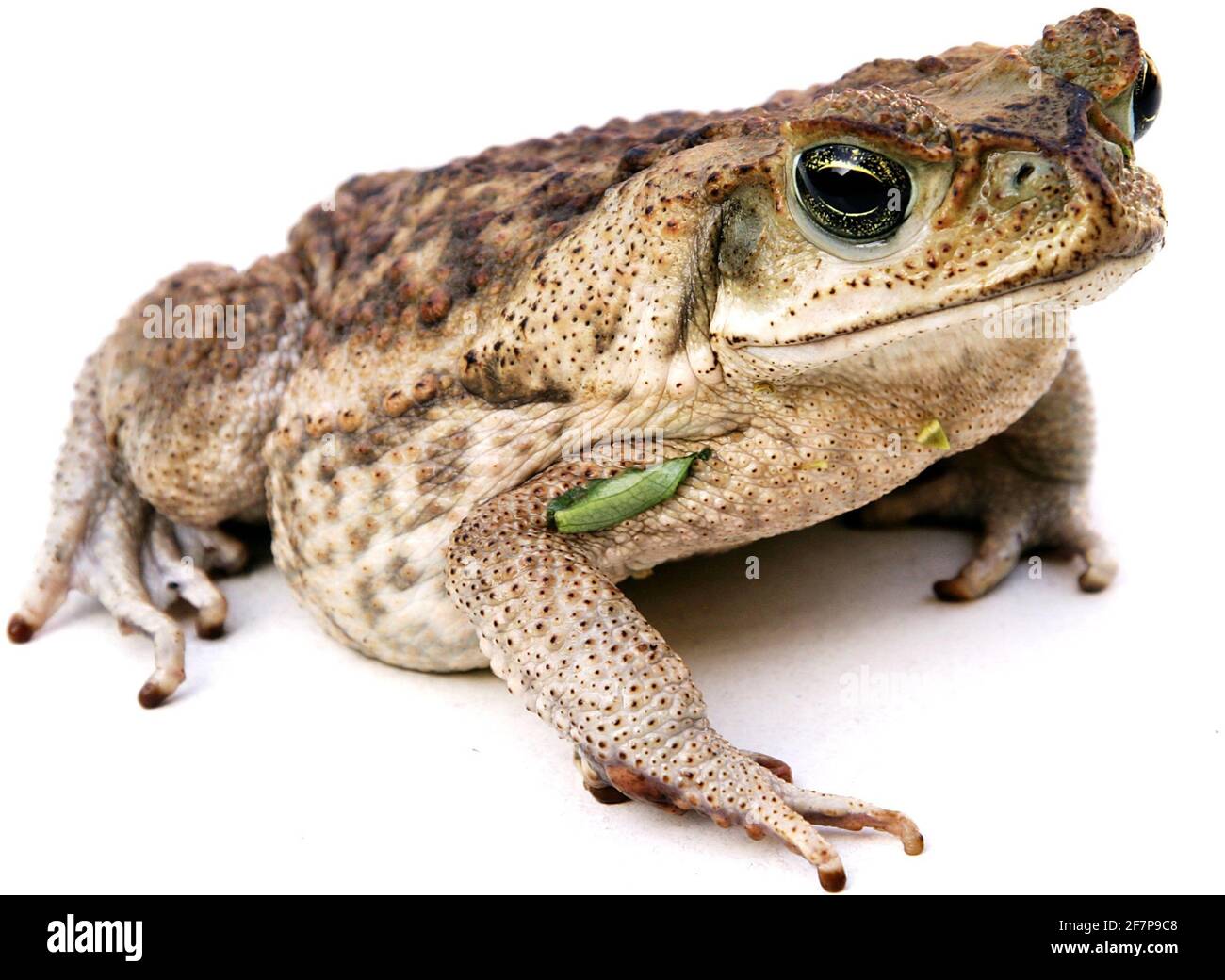 Crapauds marins Banque d'images détourées - Alamy