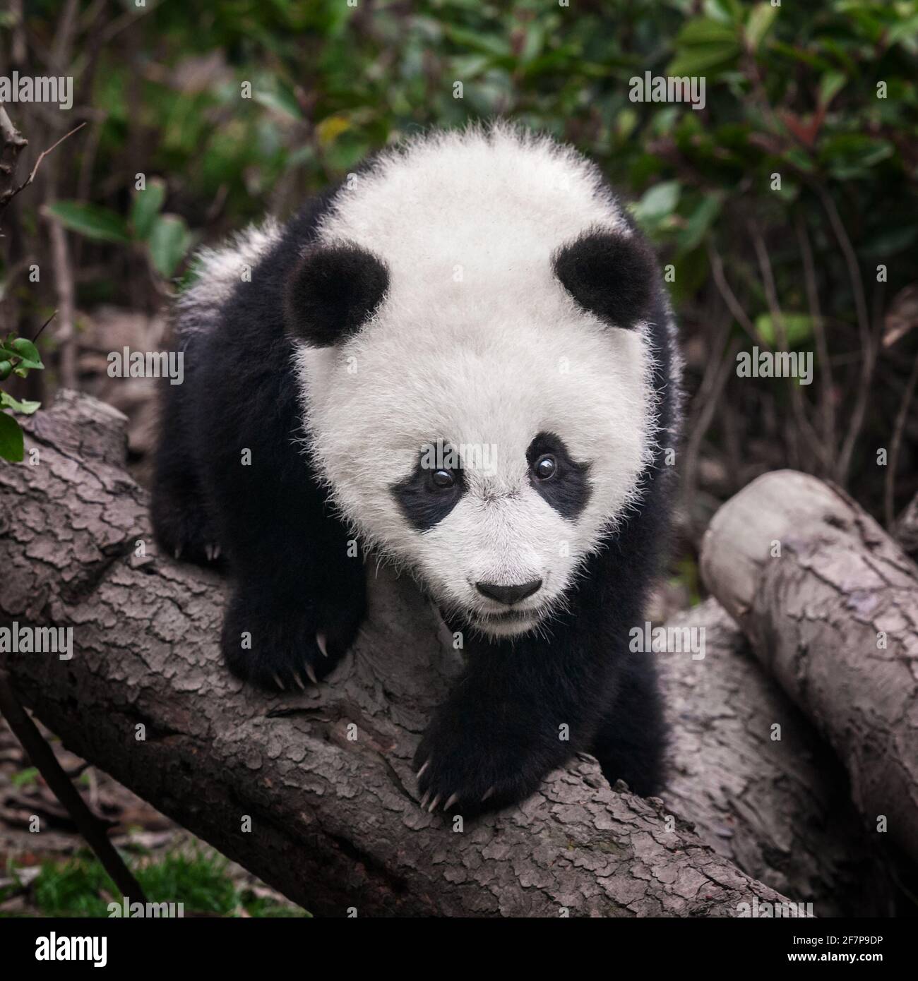 Cute baby panda face Banque de photographies et d’images à haute ...