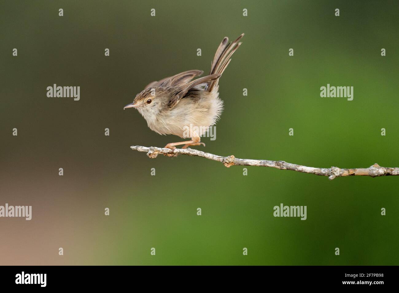 Passer domesticus biblicus Banque de photographies et d’images à haute ...