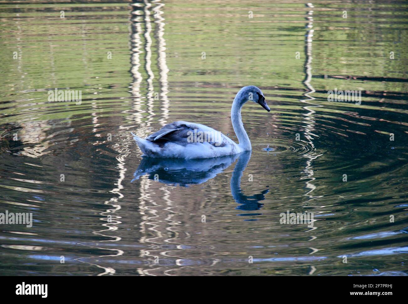 Blanc anglais Banque de photographies et d’images à haute résolution ...