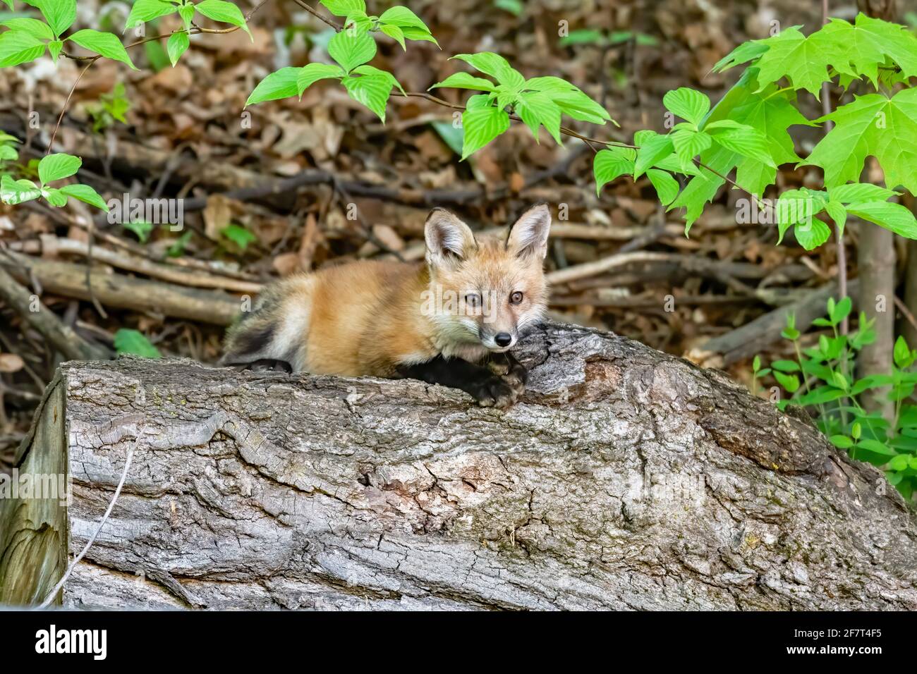 Renard renard roux animal adorable animal Banque de photographies et d ...