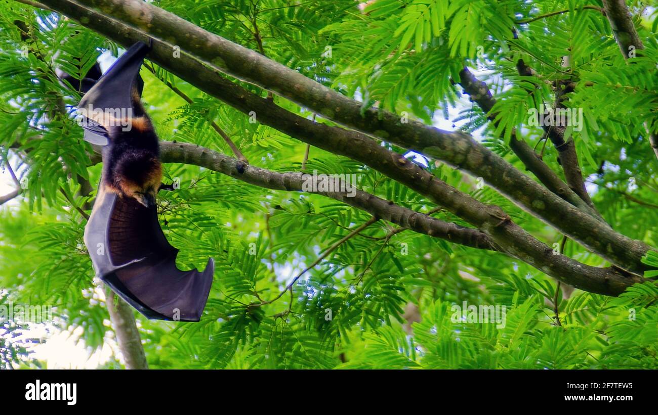 Pteropus niger Banque de photographies et d’images à haute résolution ...