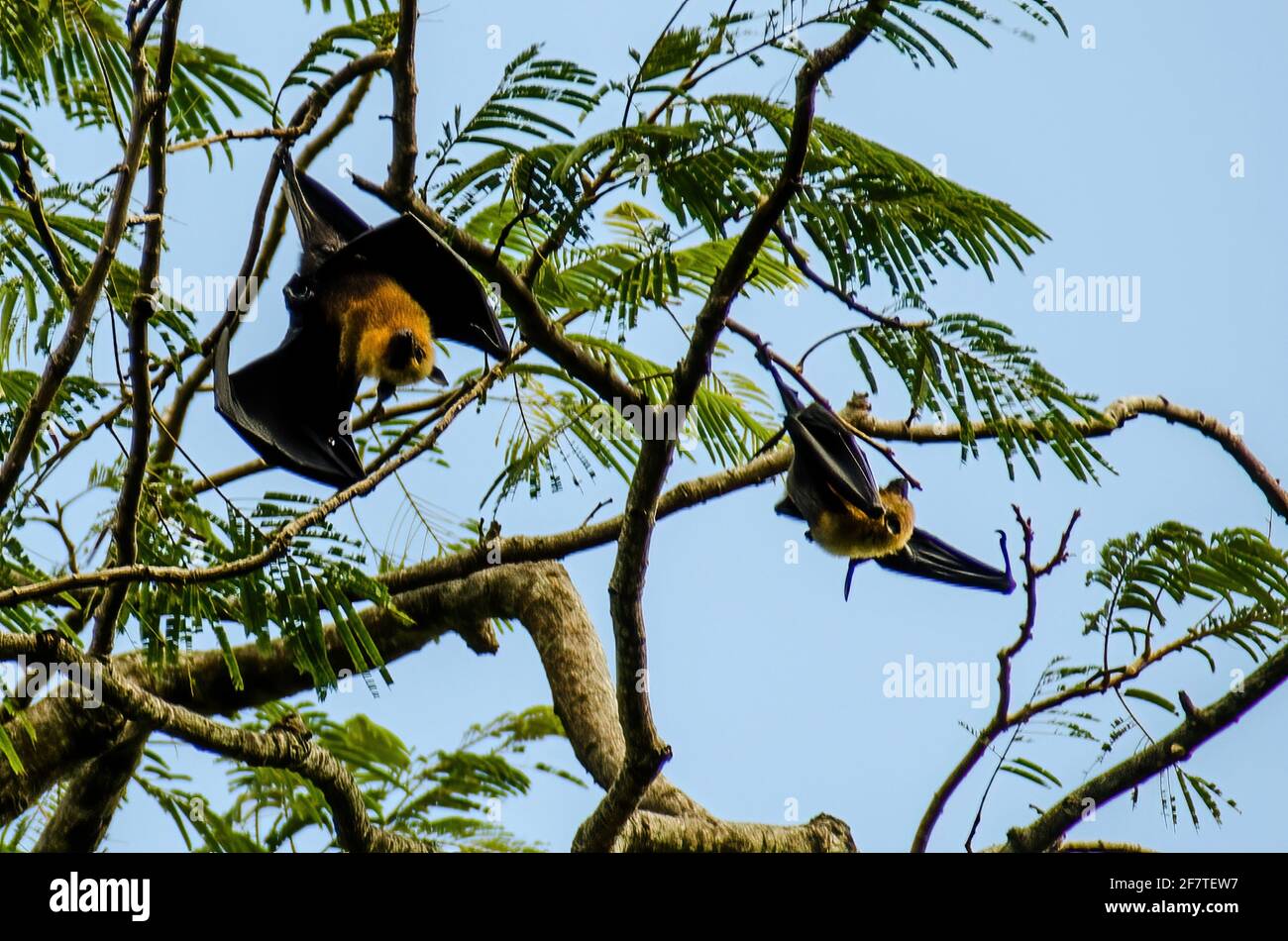 Pteropus niger Banque de photographies et d’images à haute résolution ...