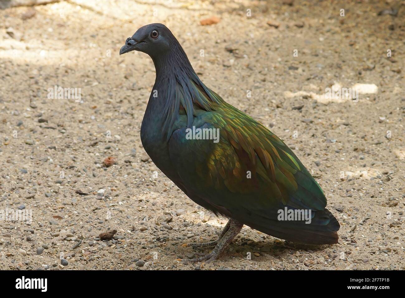 Parc paradisio Banque de photographies et d’images à haute résolution ...