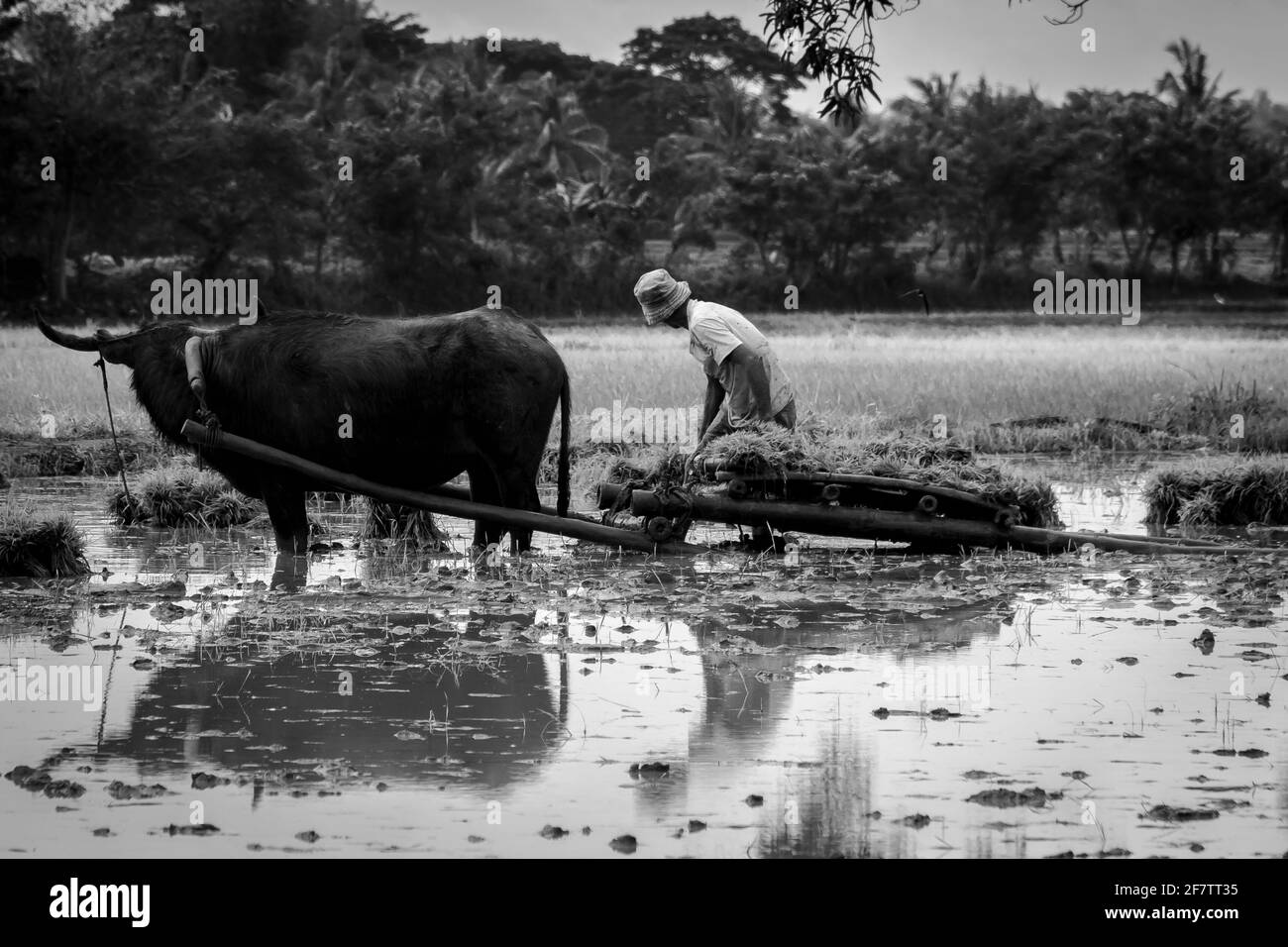 Charrue à traction animale Banque de photographies et d’images à haute ...