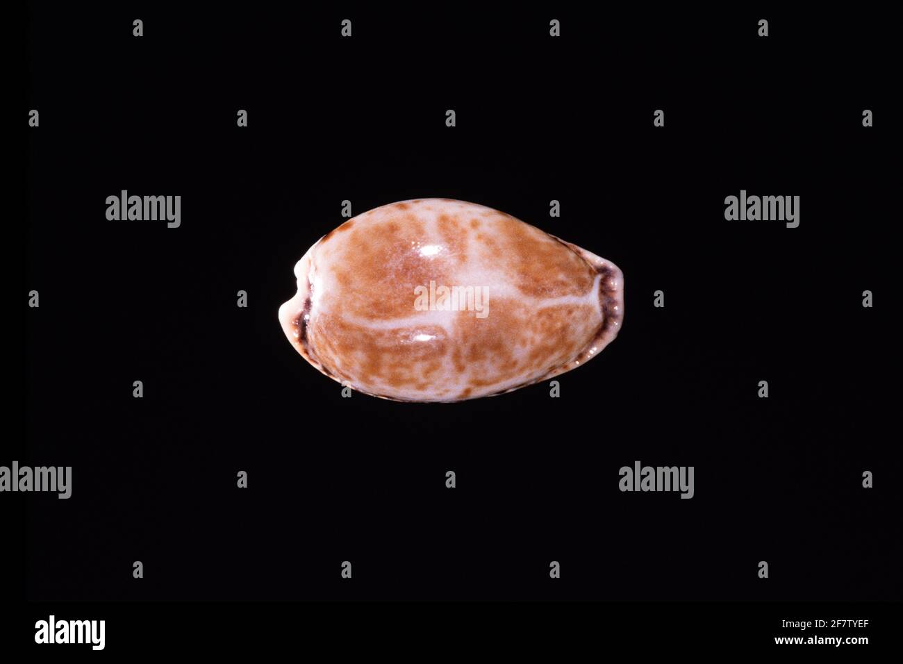 Naria spurca Banque de photographies et d’images à haute résolution - Alamy