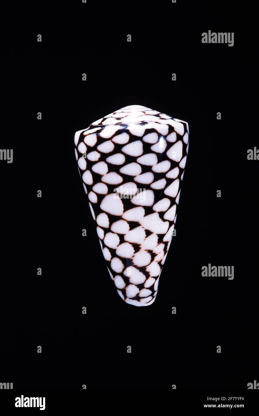 Conus marmoreus, cône marbré, est un escargot de mer venimeux présent ...