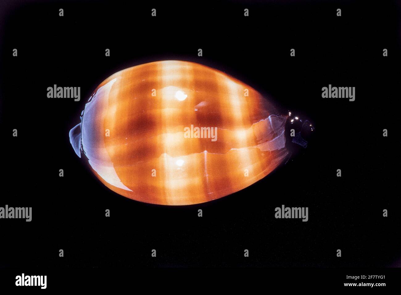 Mole cowry Banque de photographies et d’images à haute résolution - Alamy