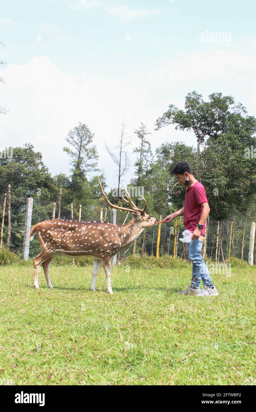 Reproduccion animales Banque de photographies et d’images à haute ...