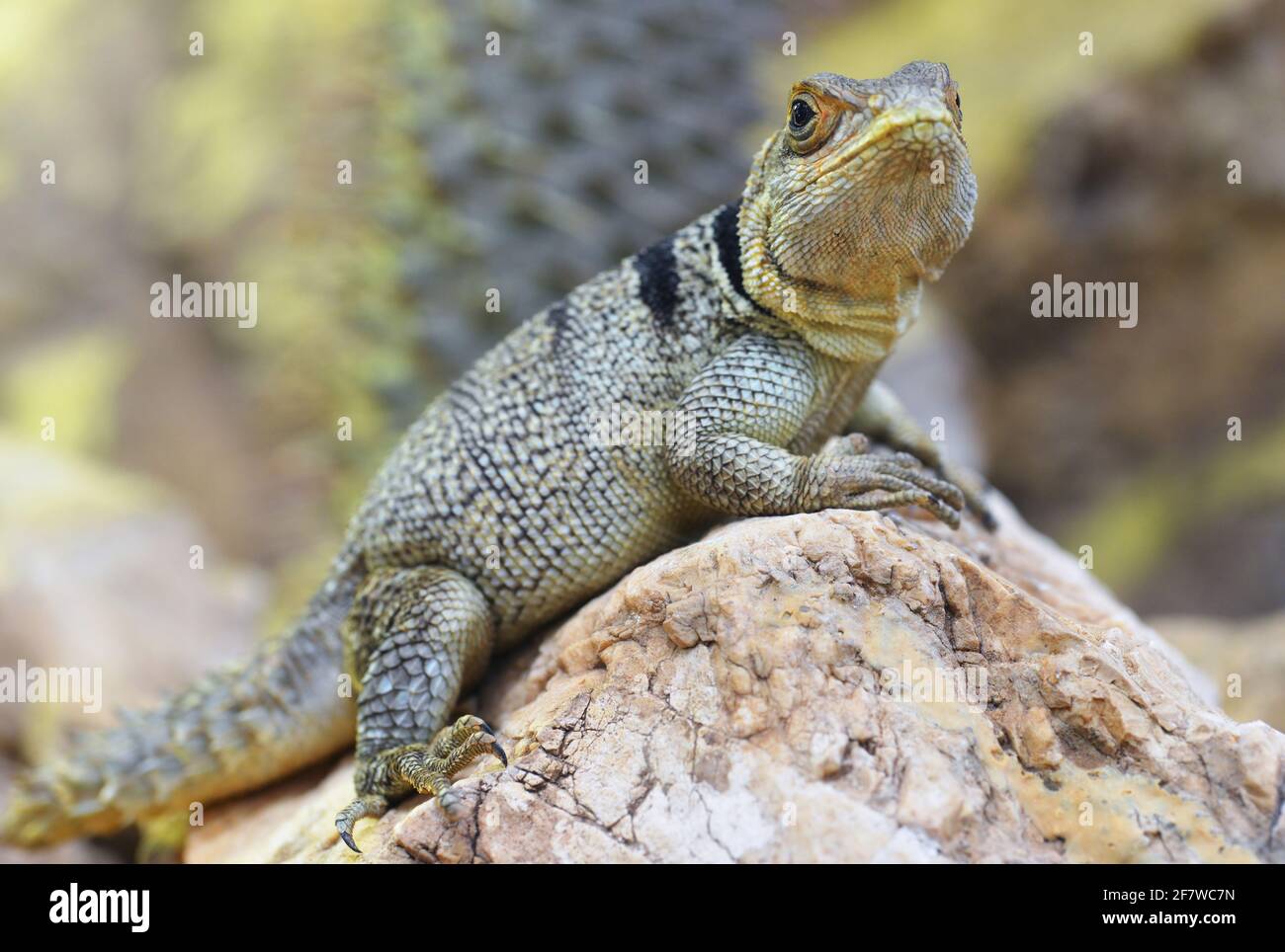 Iguane à queue épineuse de madagascar Banque de photographies et d ...