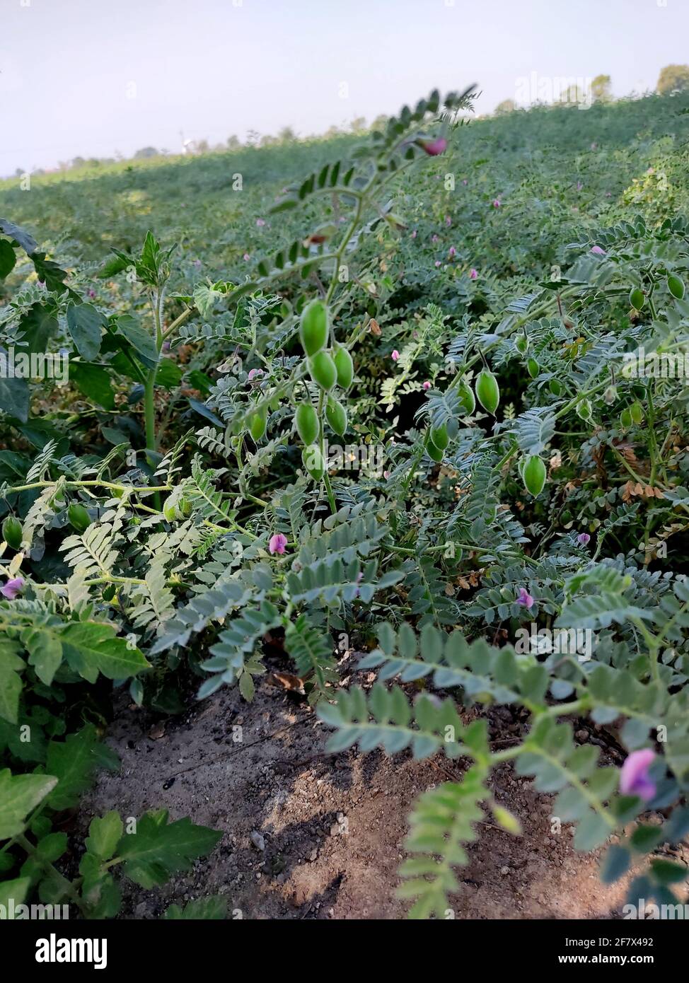 Gousse de pois chiche Banque de photographies et d’images à haute ...