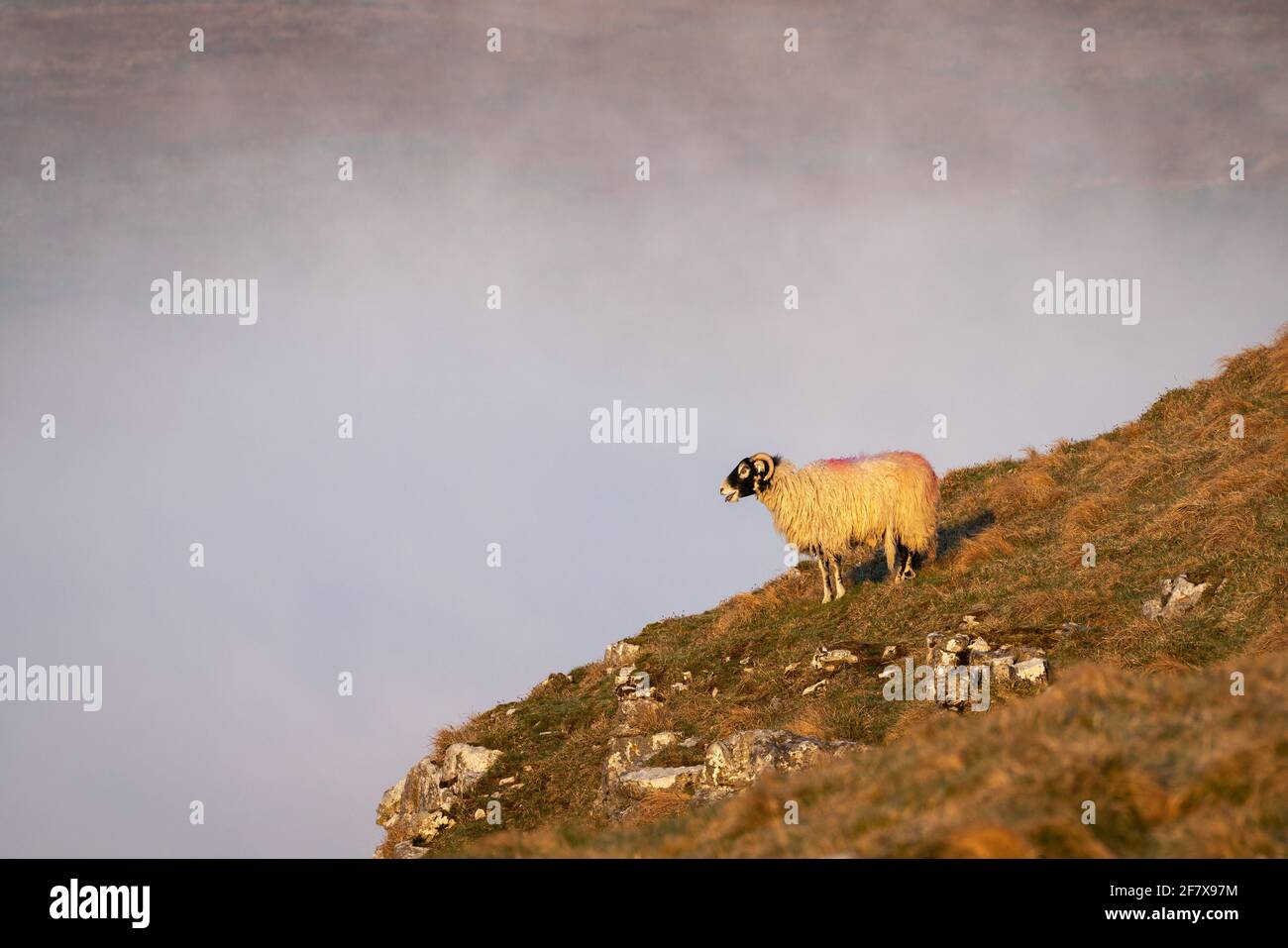 Un mouton solitaire se dresse au bord d'une falaise au-dessus d'une ...