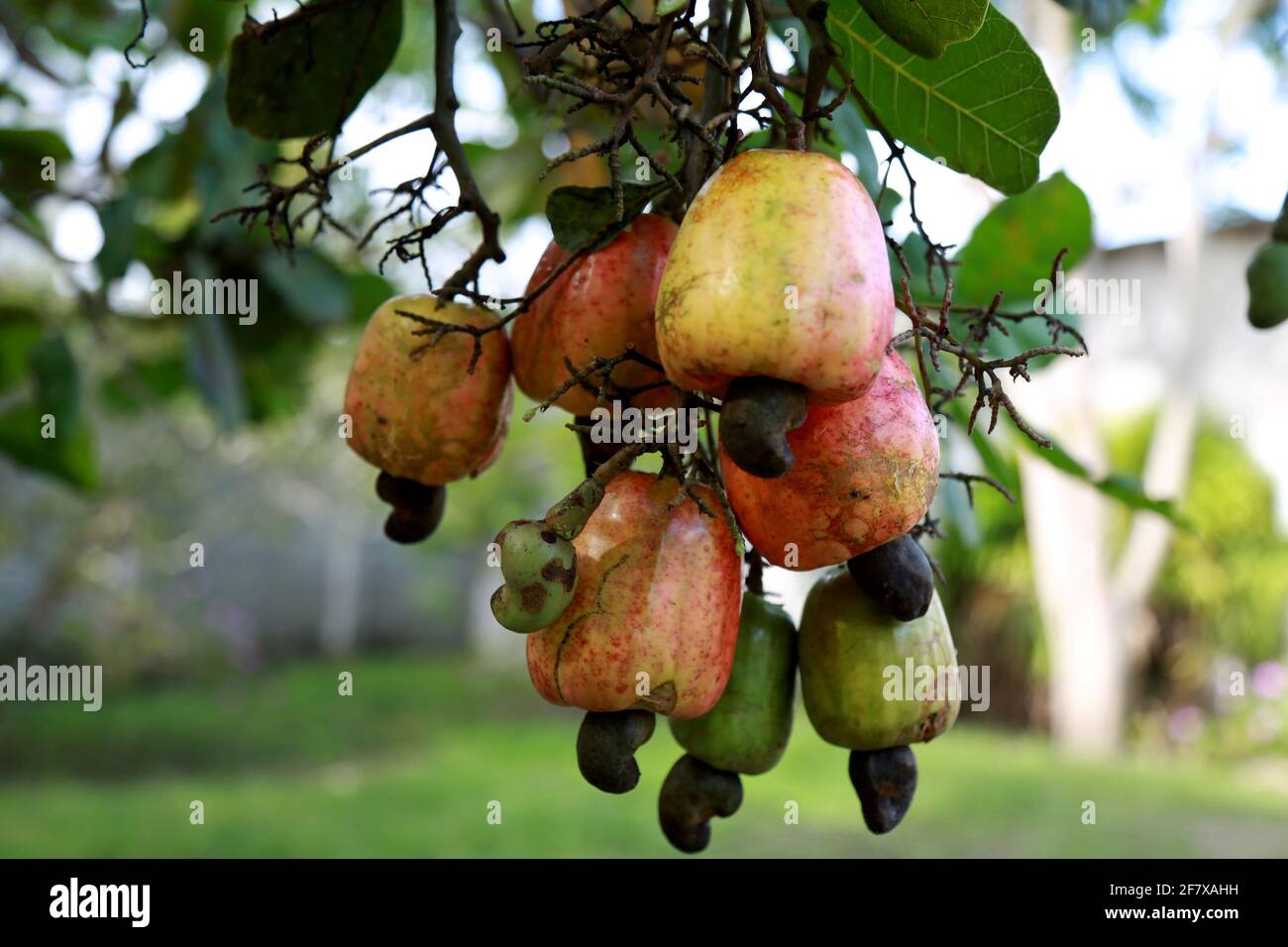 Cashew plantation Banque de photographies et d’images à haute ...