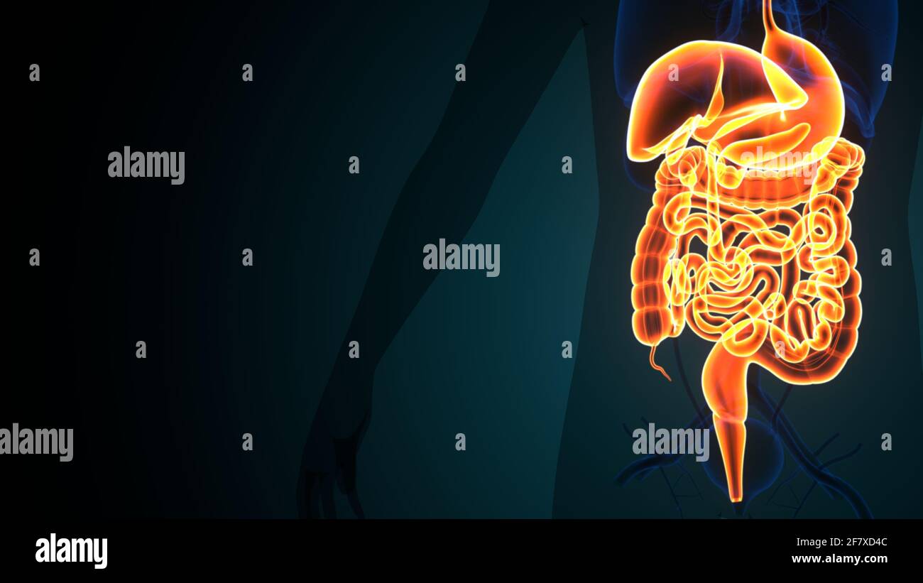 anatomie du système digestif du corps humain. illustration 3d Photo ...
