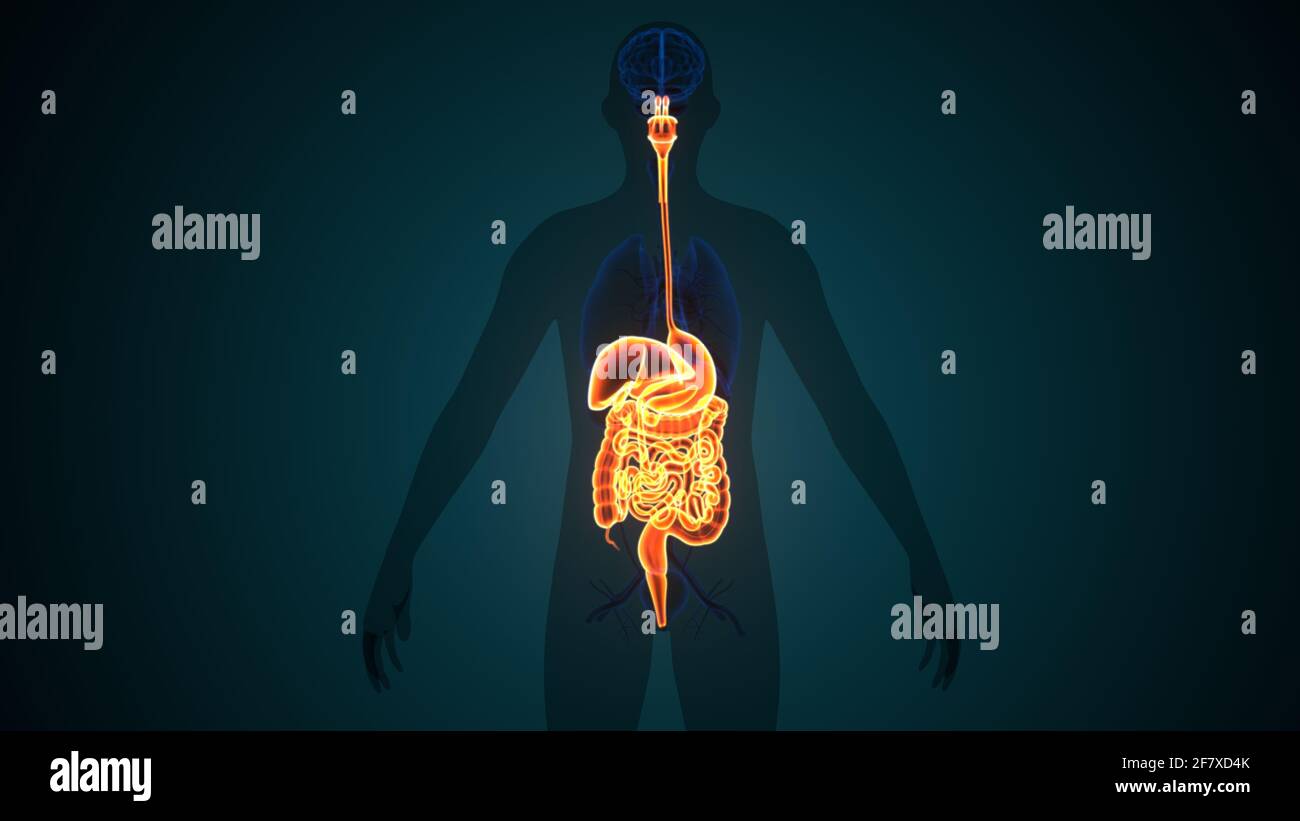 anatomie du système digestif du corps humain. illustration 3d Photo ...
