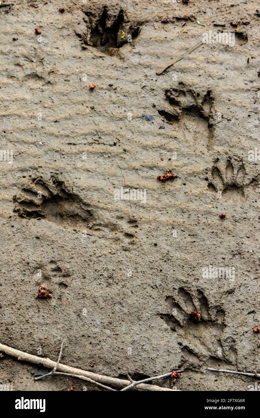 Empreintes de raton laveur Banque de photographies et d’images à haute ...