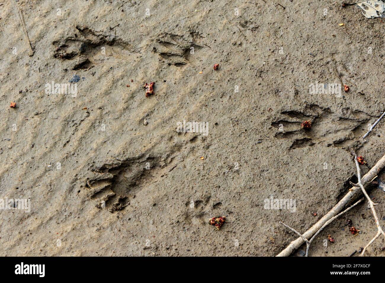 Empreinte de raton laveur Banque de photographies et d’images à haute ...