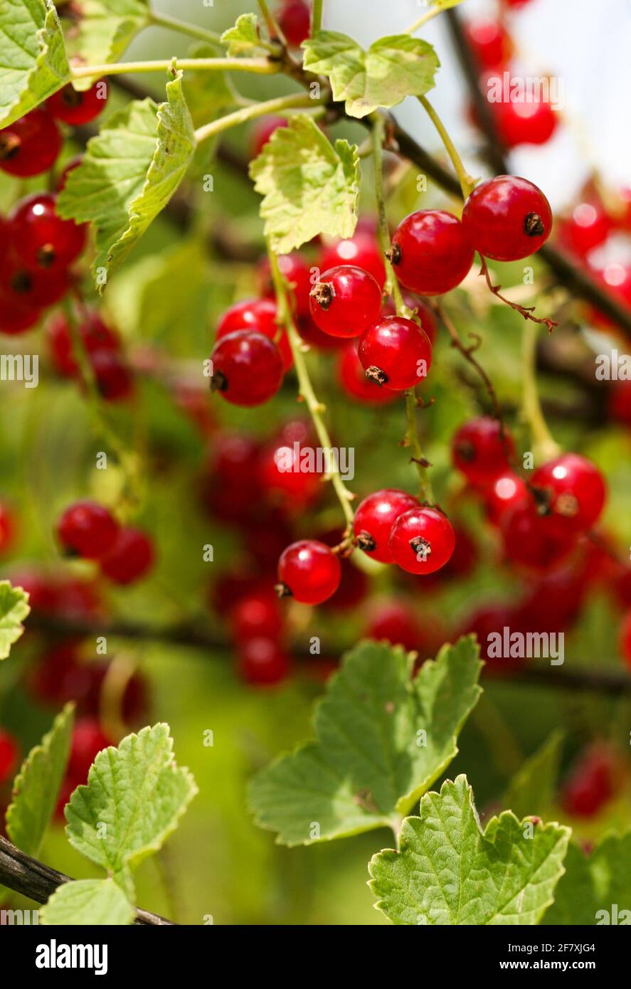 Arbuste aux fruits rouges Banque de photographies et d’images à haute ...