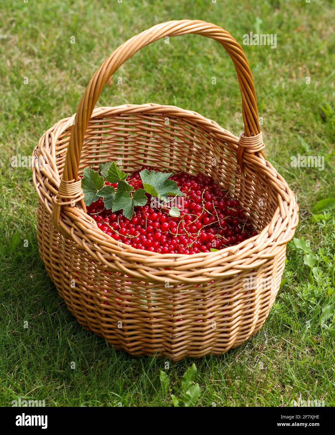Arbuste aux fruits rouges Banque de photographies et d’images à haute ...