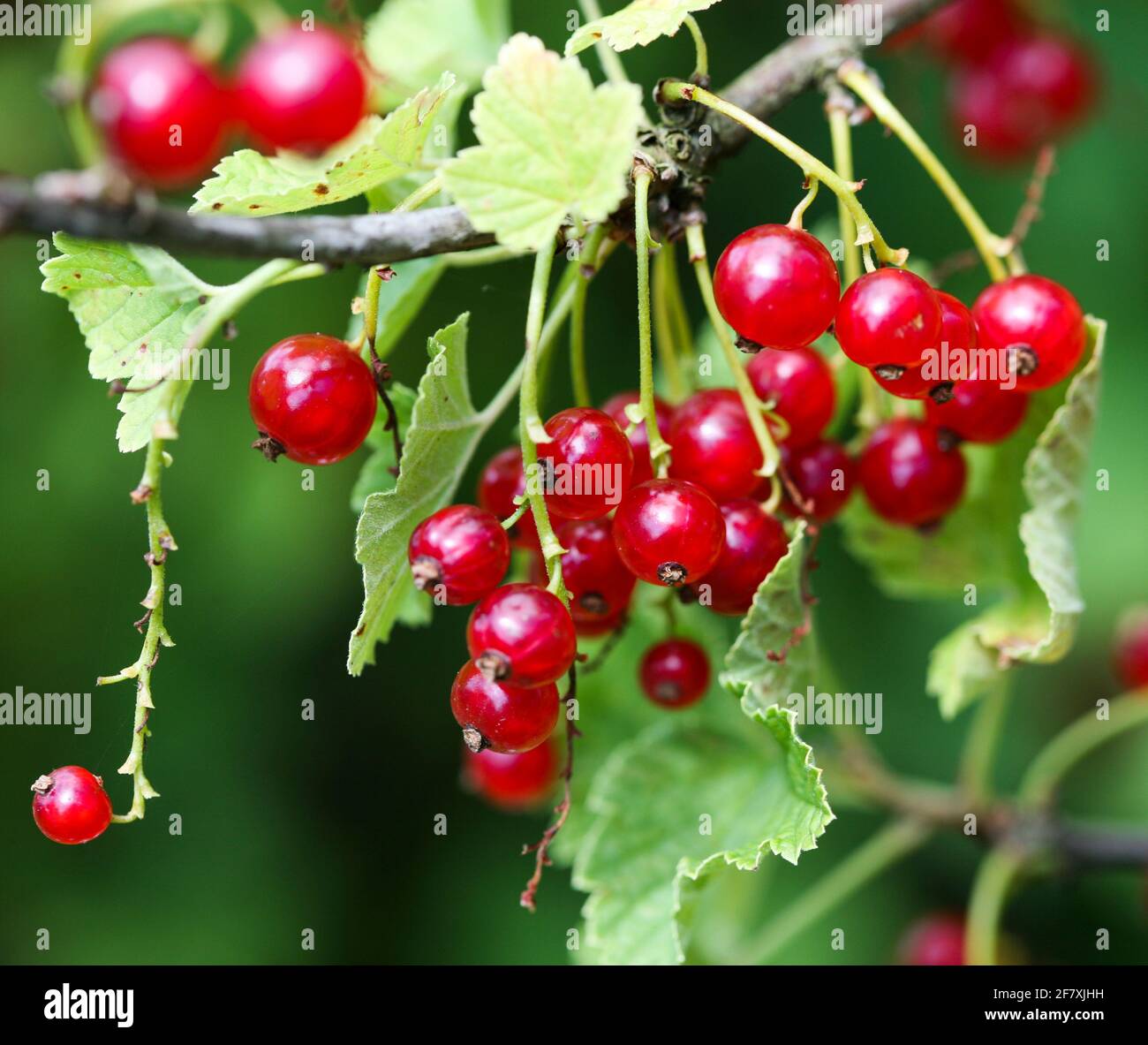Arbuste aux fruits rouges Banque de photographies et d’images à haute ...