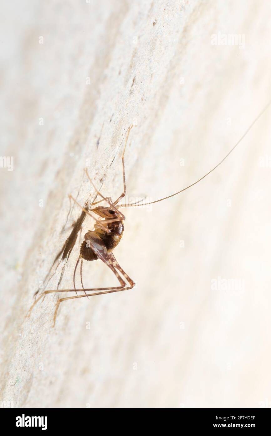 Caverne de cheval Banque de photographies et d’images à haute ...