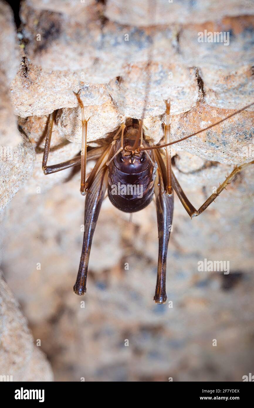 Caverne de cheval Banque de photographies et d’images à haute ...