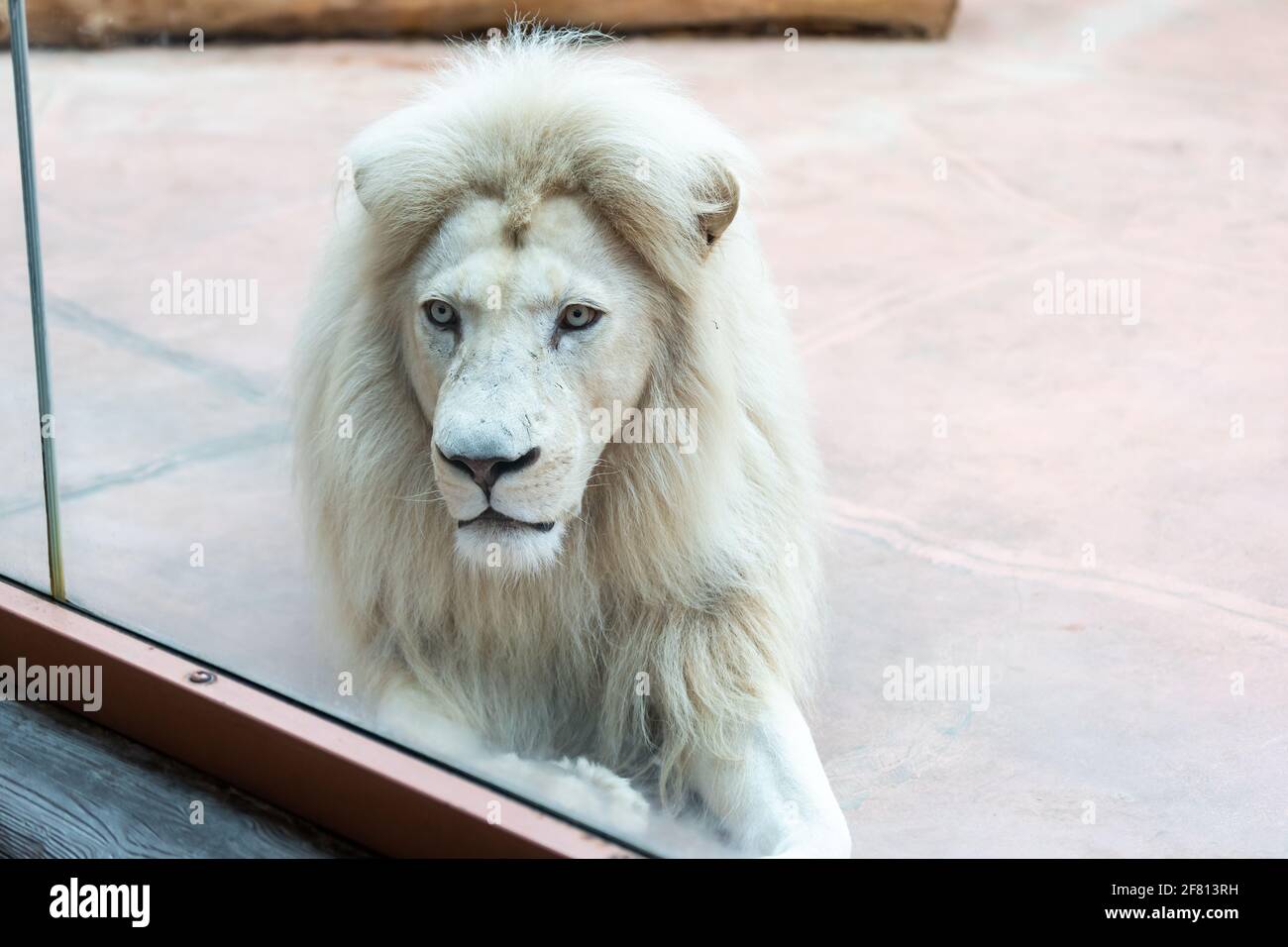 Lion Zoo Cage Banque d'image et photos - Alamy
