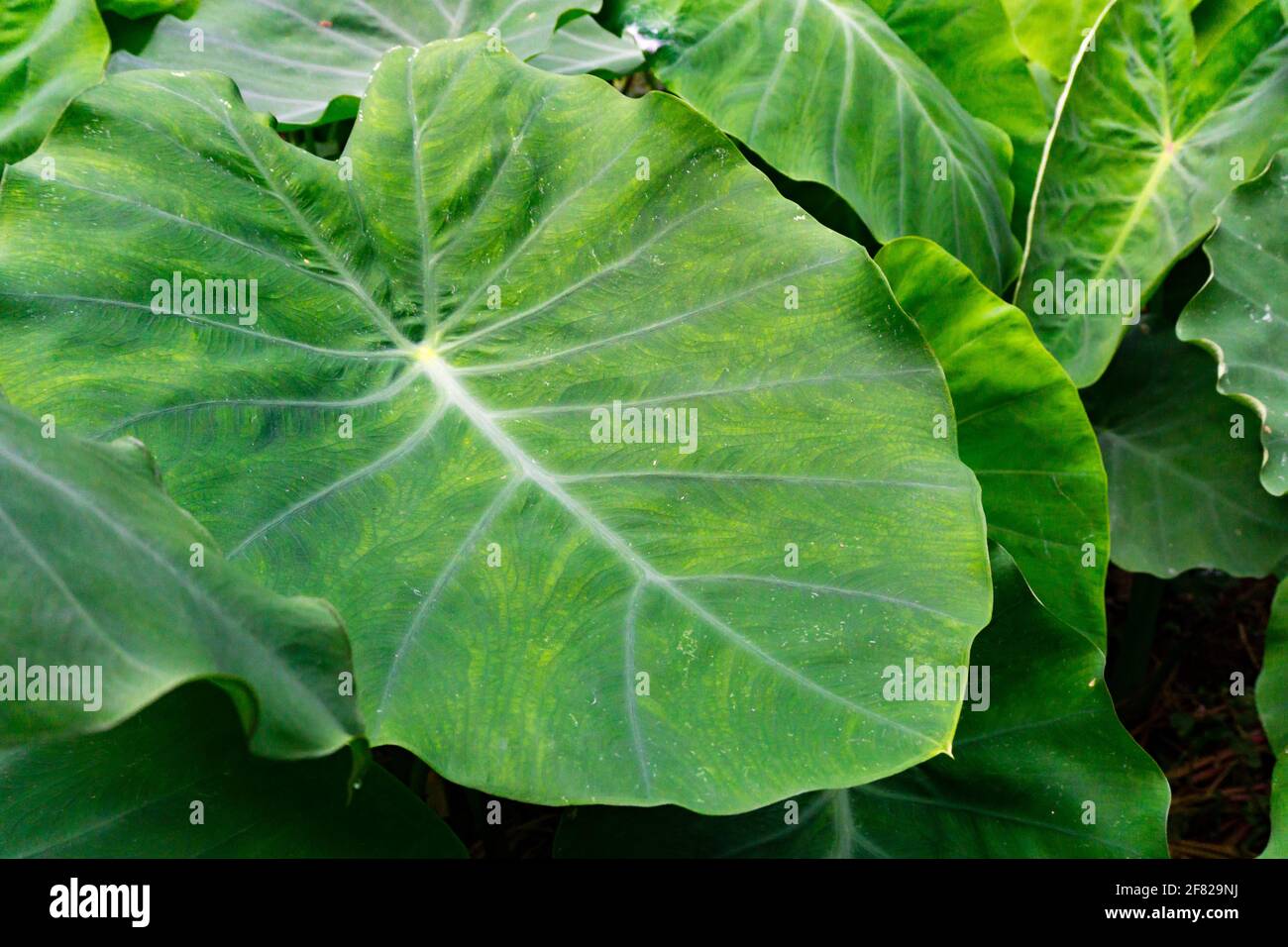 Taro cormes Banque de photographies et d’images à haute résolution - Alamy