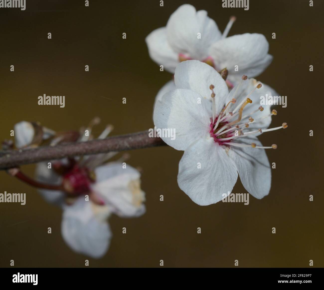 Fleurs de prunier sauvages Banque de photographies et d’images à haute ...