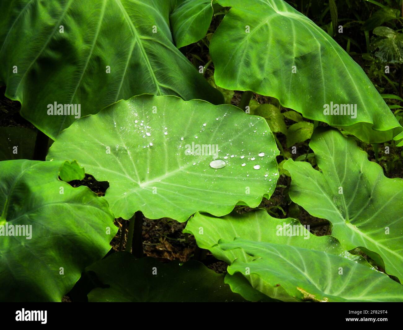 Plante colocasia esculenta Banque de photographies et d’images à haute ...