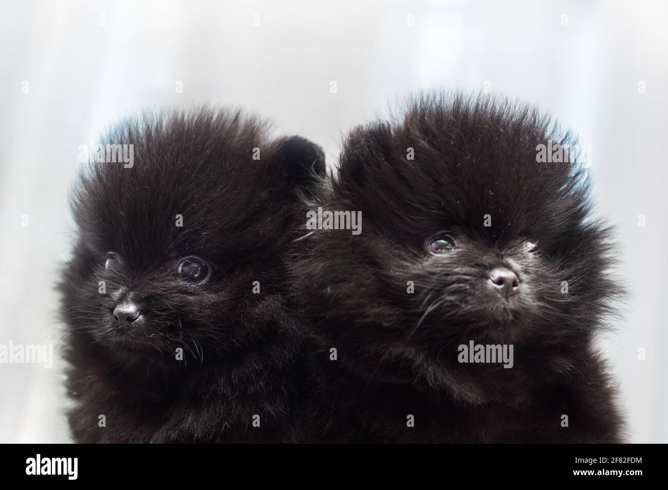 Spitz noir Banque de photographies et d’images à haute résolution - Alamy
