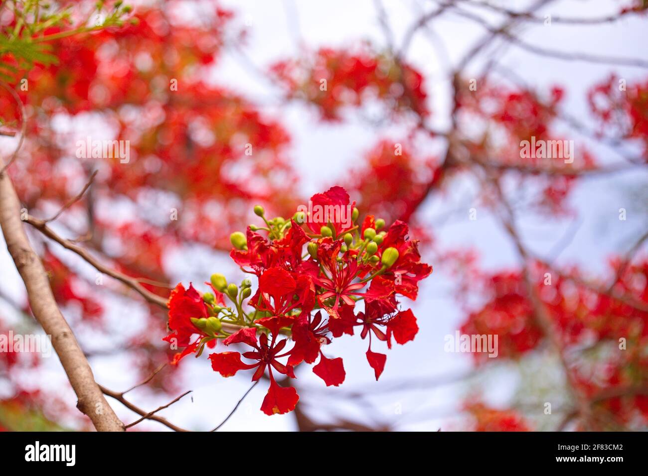 Flamboyant de couleur Banque de photographies et d’images à haute ...