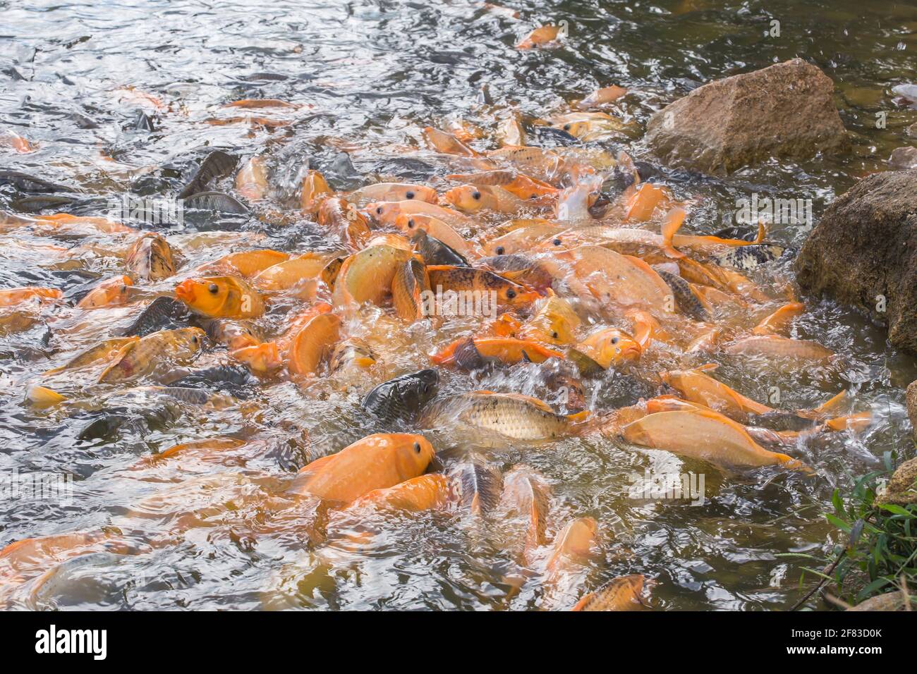 Famille de carpes Banque de photographies et d’images à haute ...