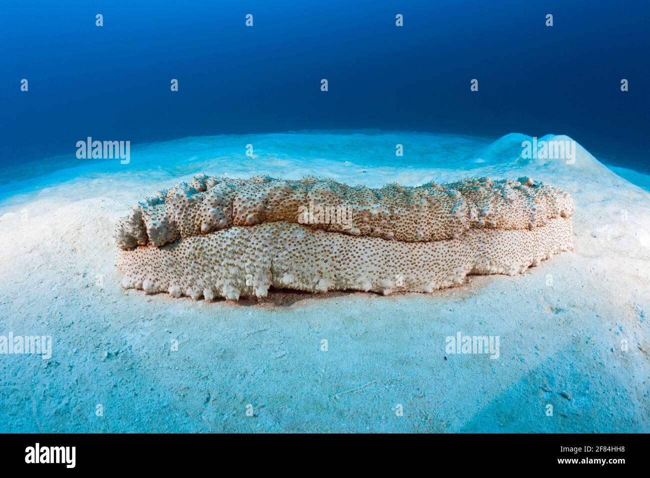 Giant sea cucumber Banque de photographies et d’images à haute ...