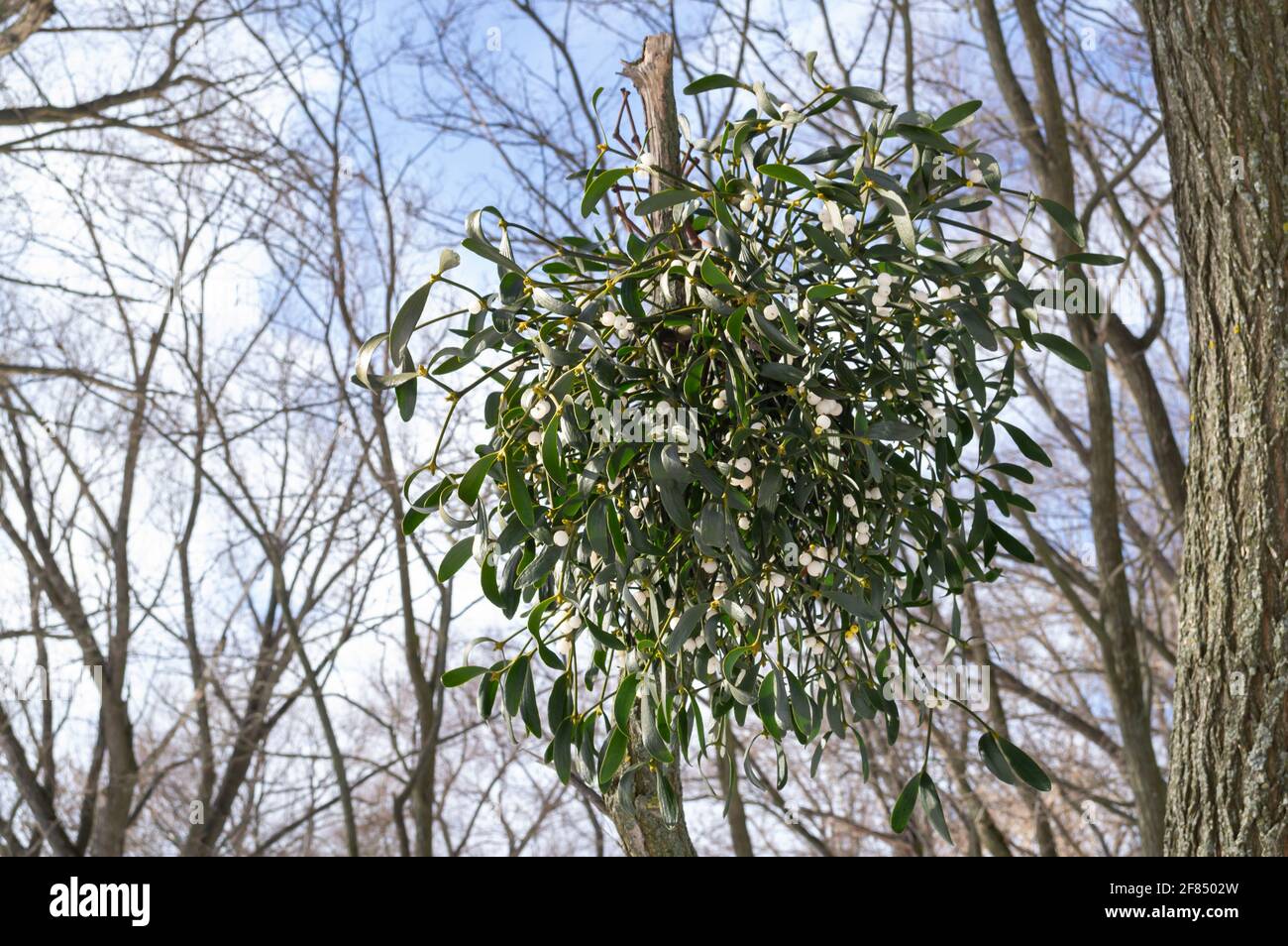 Gui arbuste Banque de photographies et d’images à haute résolution - Alamy