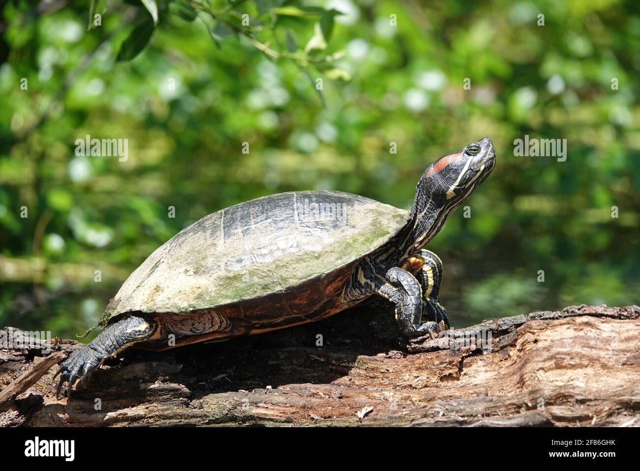Trachemys scripta Banque de photographies et d’images à haute ...