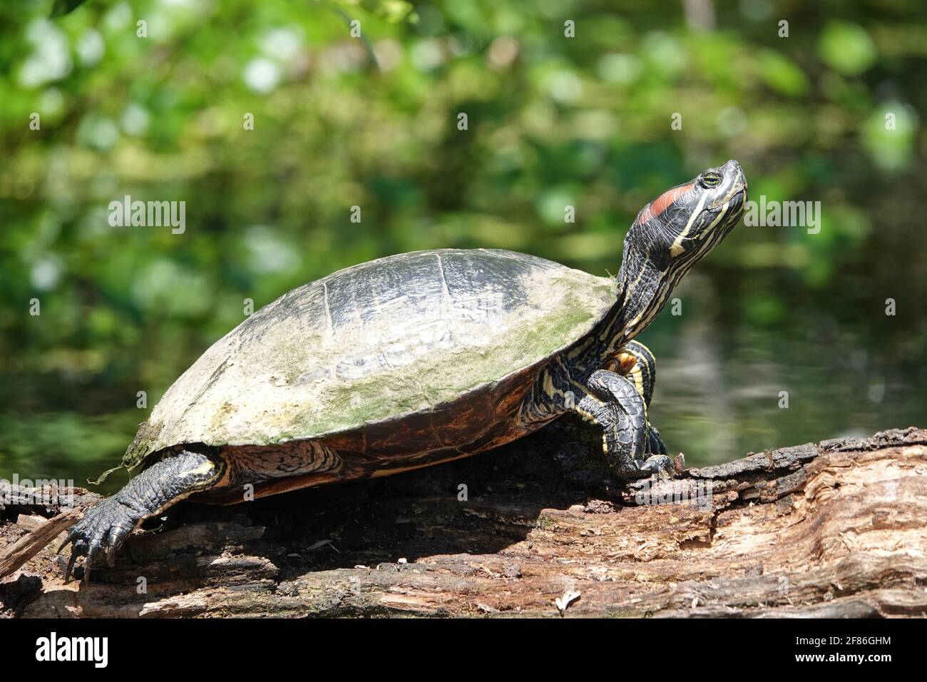 Tortue oreille rouge Banque de photographies et d’images à haute ...