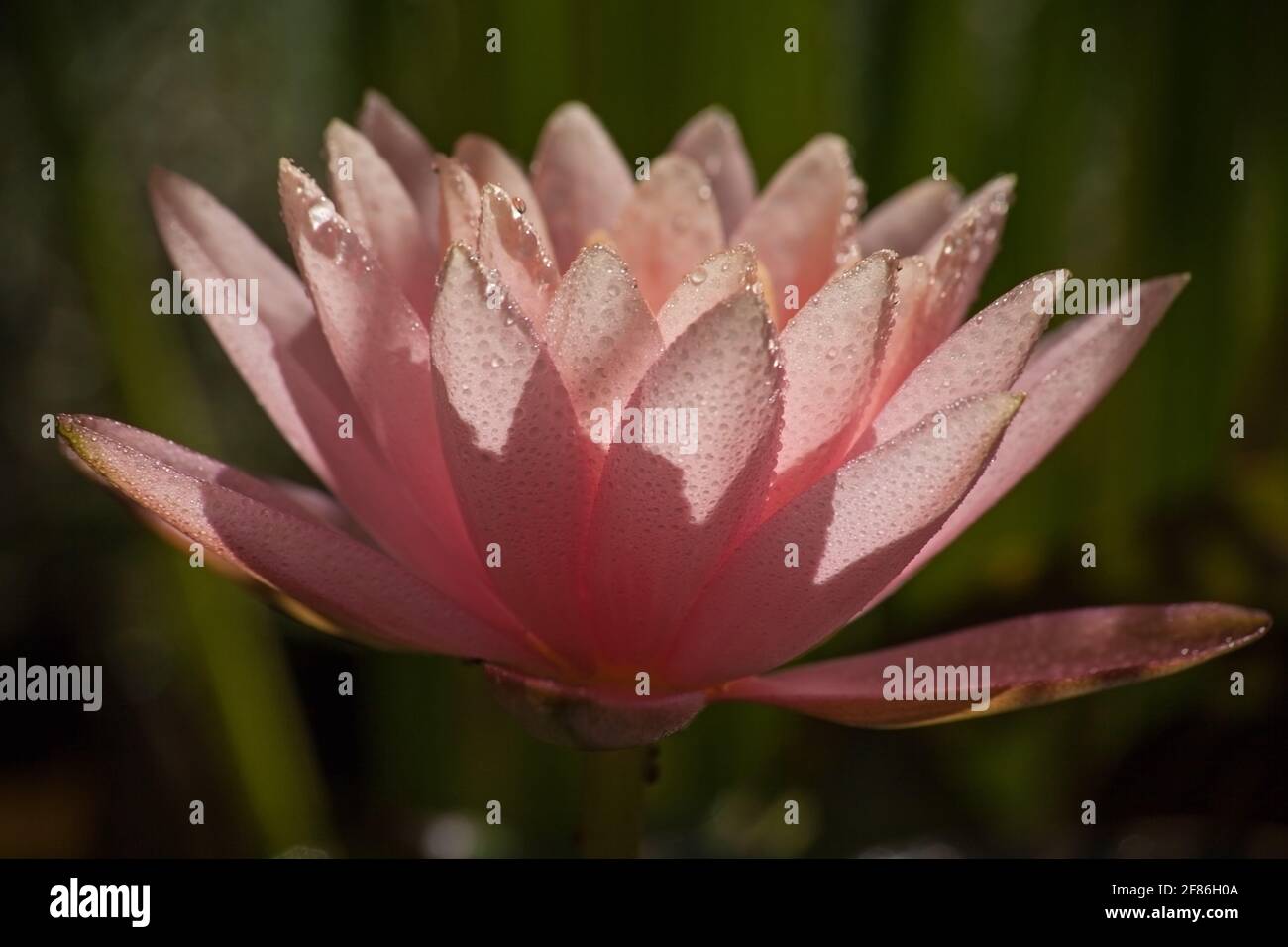 Nymphaea cultivar Banque de photographies et d’images à haute ...