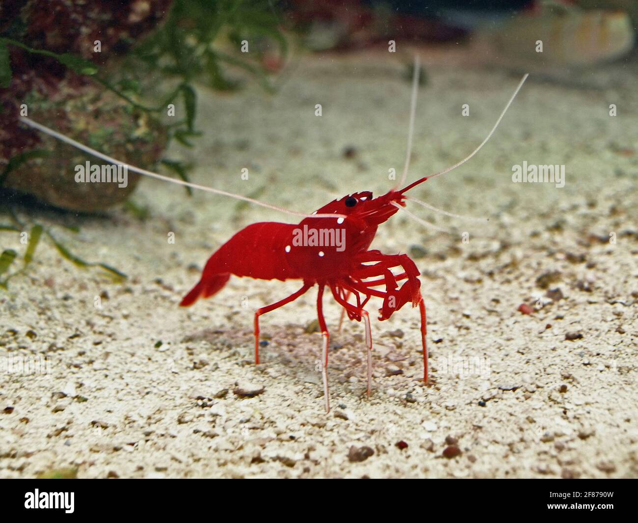 Crevettes rouges Banque de photographies et d’images à haute résolution ...