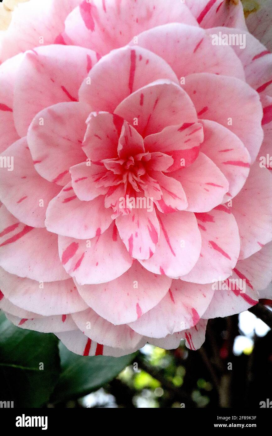 Camellia japonica contessa lavinia Banque de photographies et d’images ...