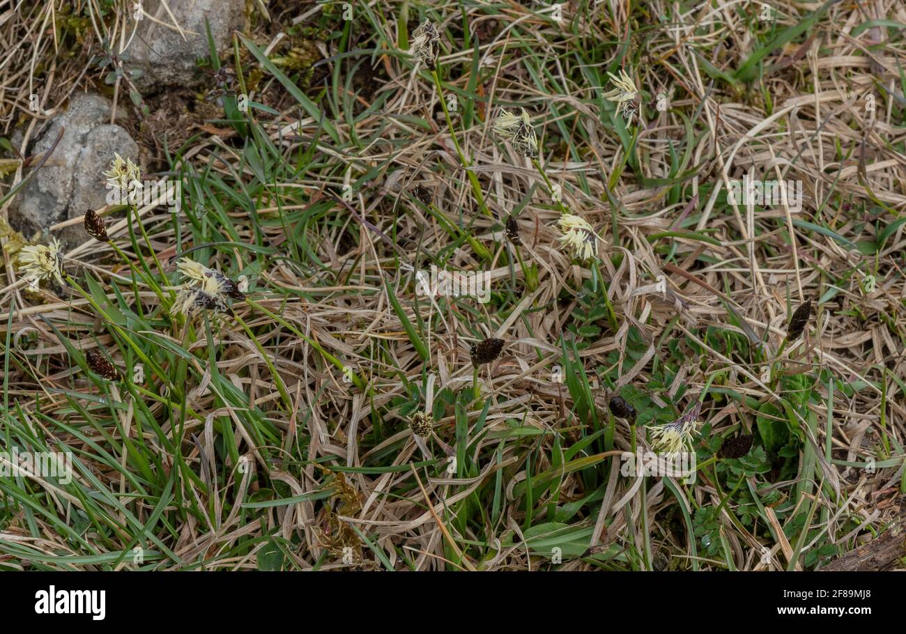 Ubley warren Banque de photographies et d’images à haute résolution - Alamy