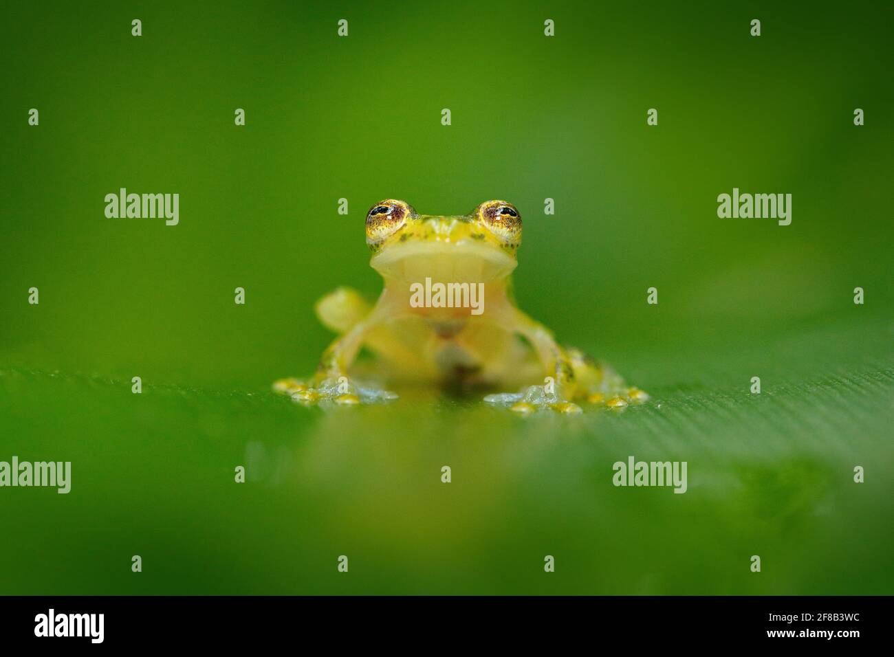 Fleschmann verre grenouille, Hyalinobatrachium fleischmanni dans l ...