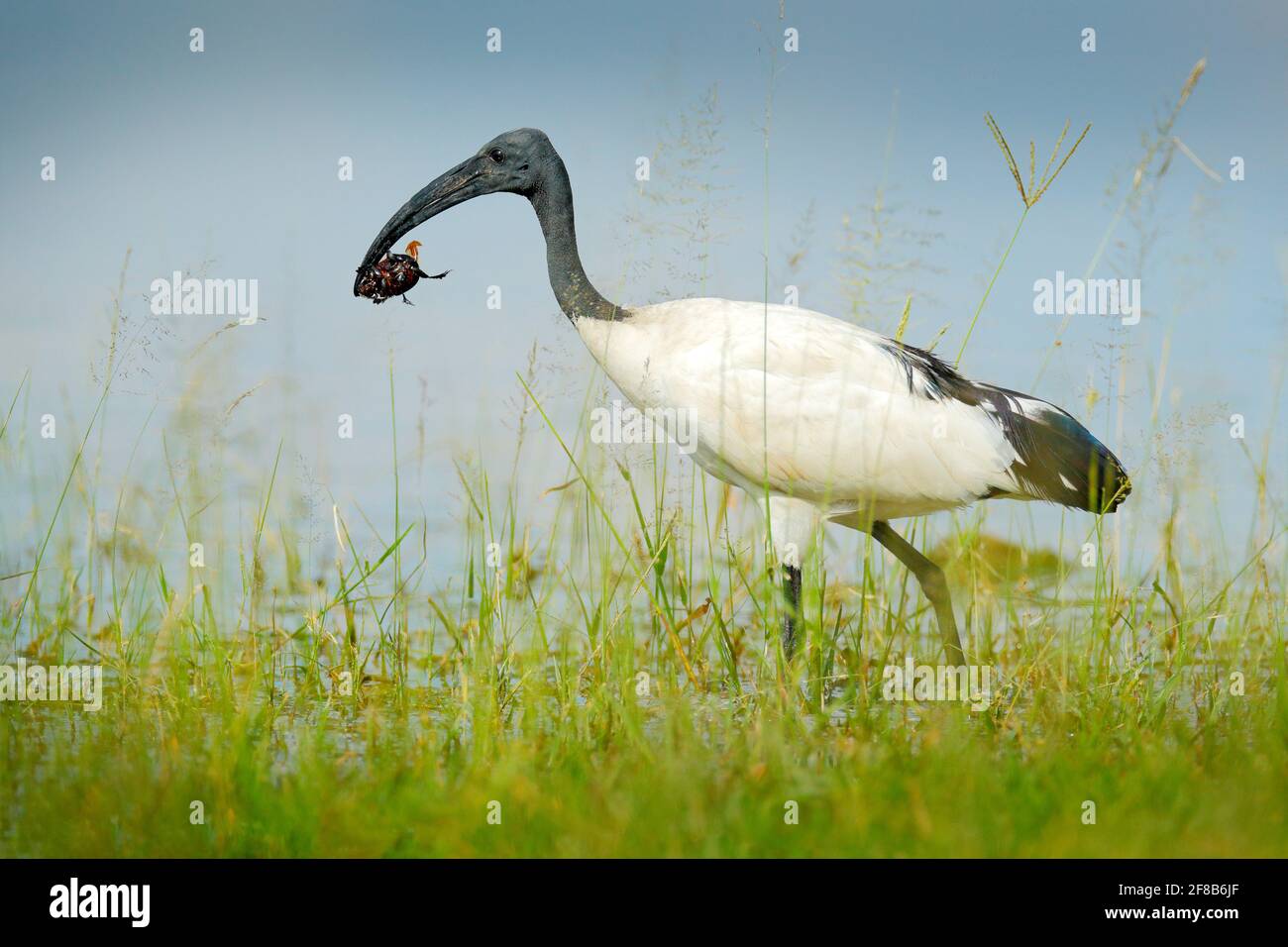 Oiseau dans l'herbe d'eau avec grand insecte dans le projet de loi ...