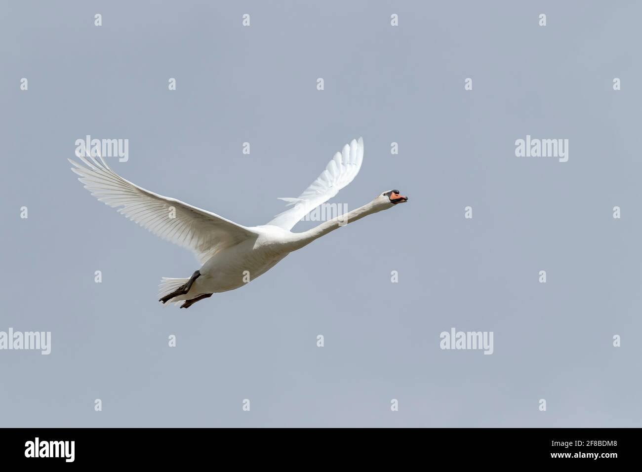 Cygne volant Banque de photographies et d’images à haute résolution - Alamy