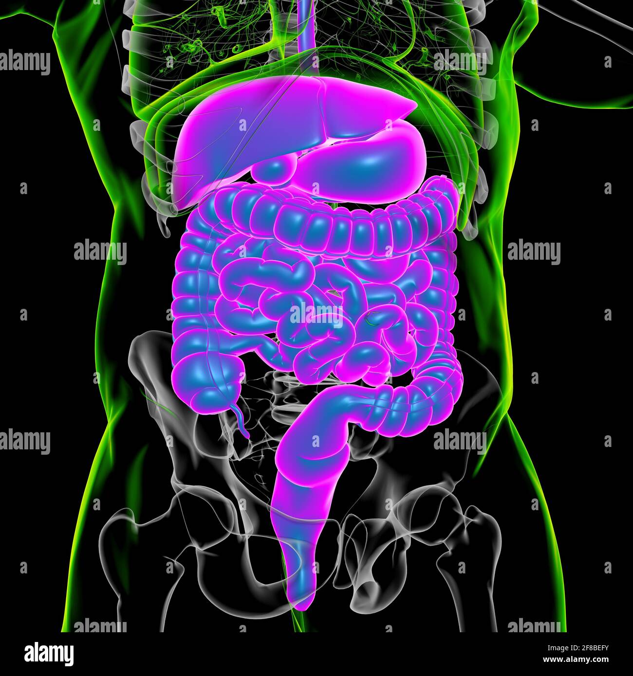 Système digestif humain Anatomy for Medical concept 3D Illustration ...