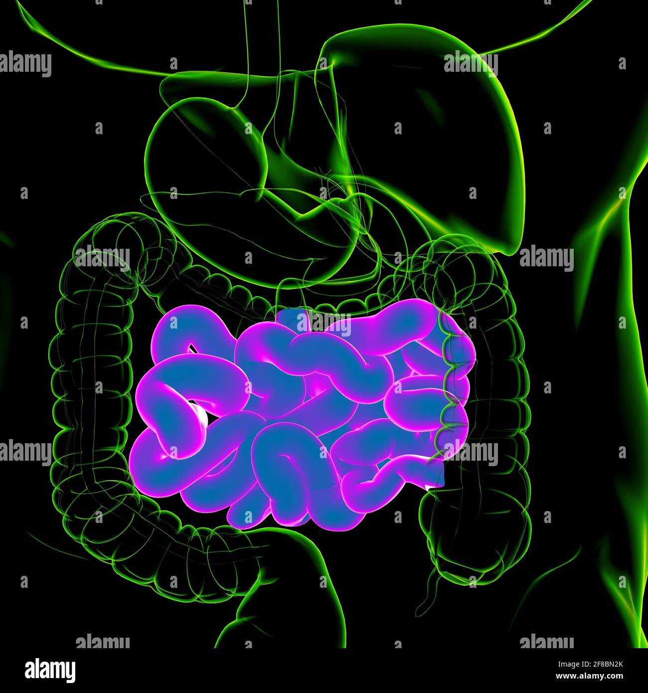 Intestin grêle 3D Illustration système digestif humain Anatomie pour ...