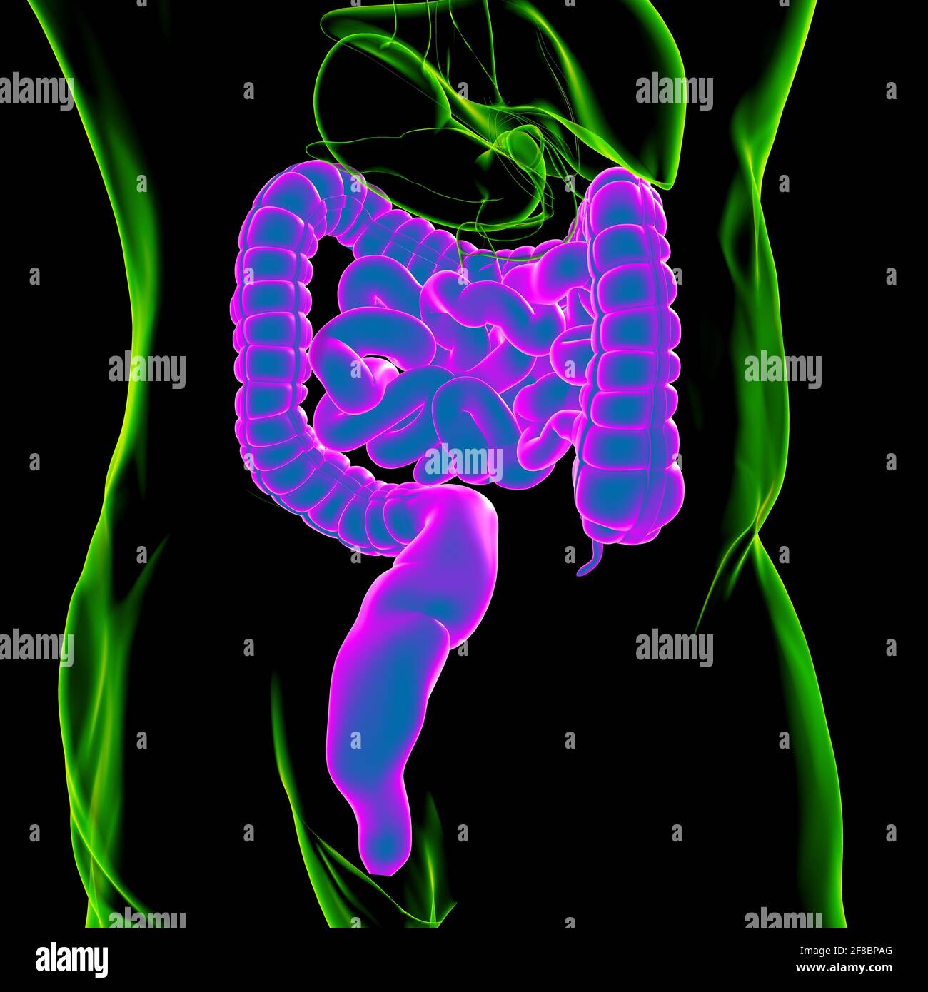 Intestin grêle et gros intestin 3D Illustration système digestif humain ...