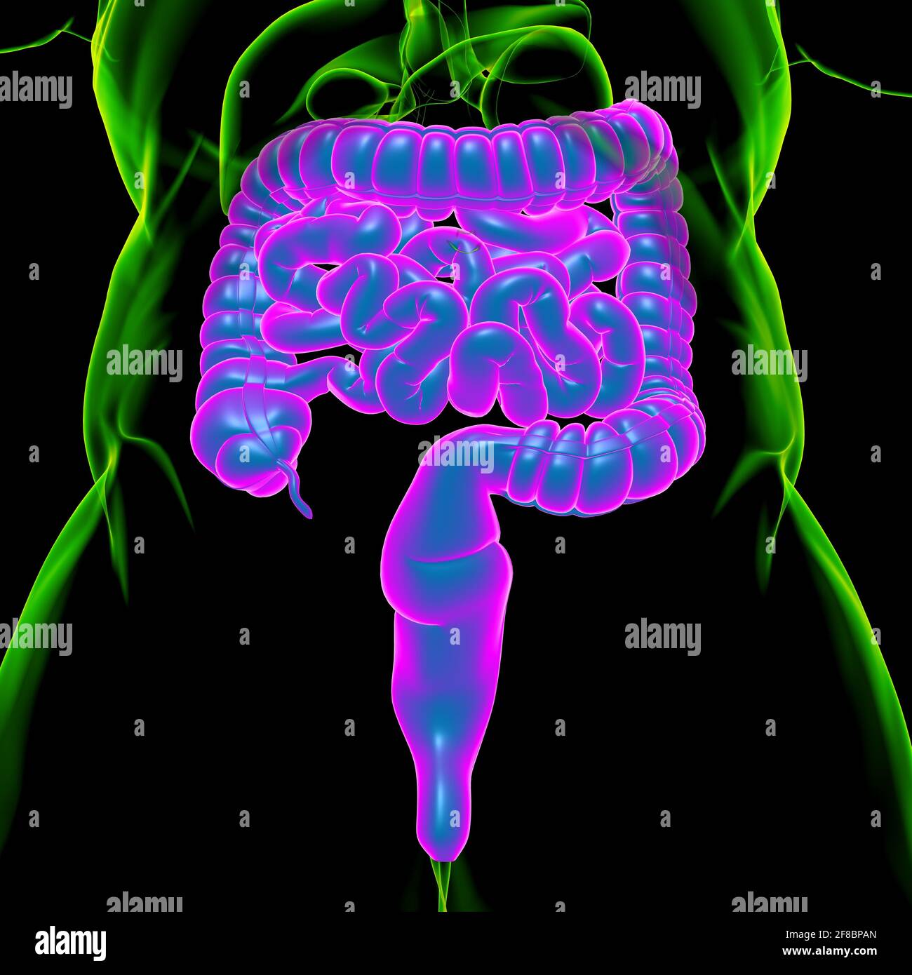 Intestin grêle et gros intestin 3D Illustration système digestif humain ...